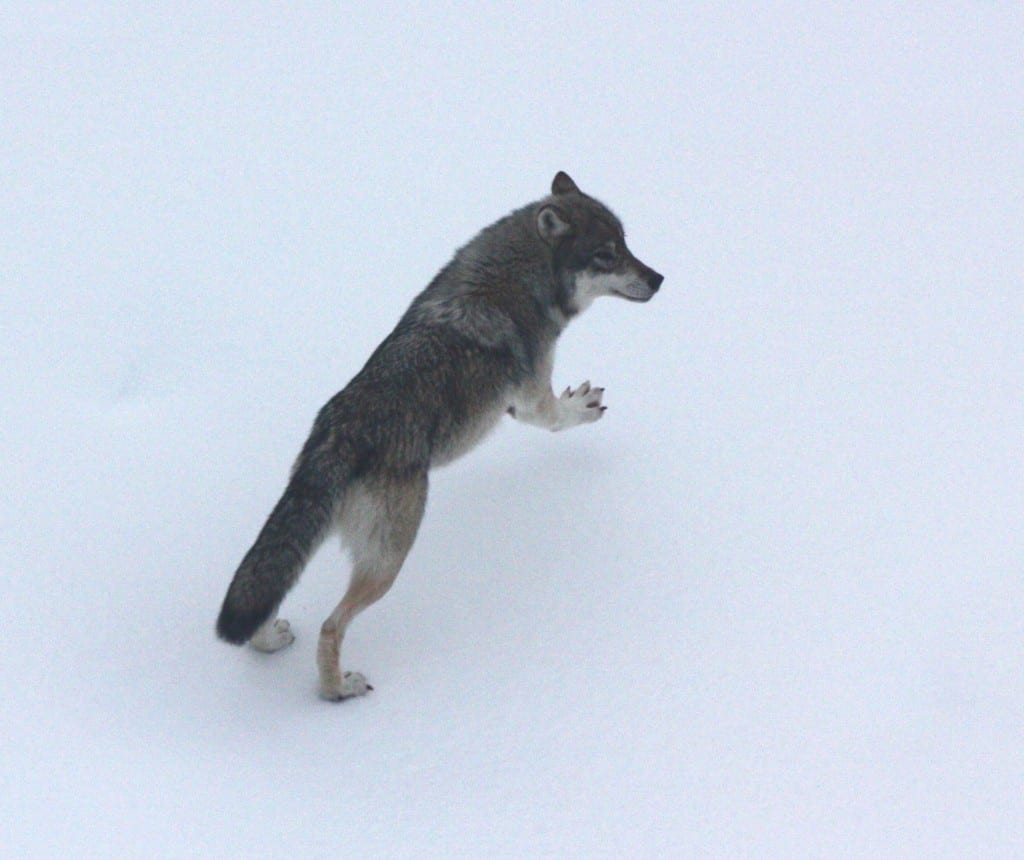 DNA research shows differences in Southeast Alaska wolves - KFSK
