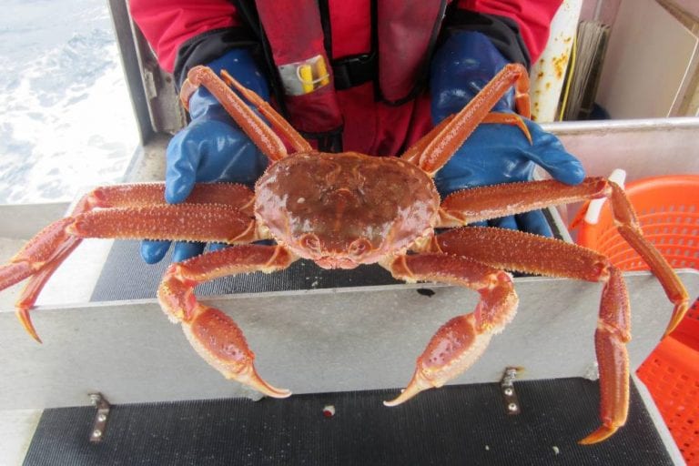 Southeast Tanner crab harvest worth $4.2 million - KFSK