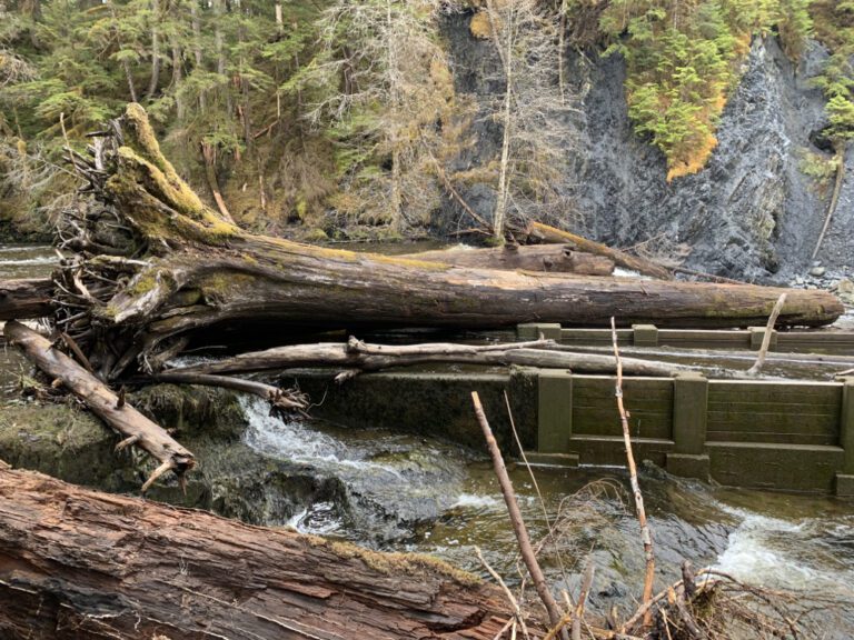 Higher creek water levels carry logs to fish pass, bridge - KFSK