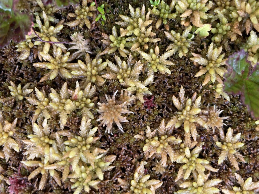 The secrets stored in the muskeg - KFSK