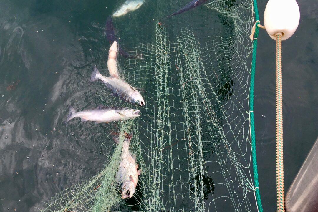 Southeast Alaska's commercial salmon season projected to be below ...