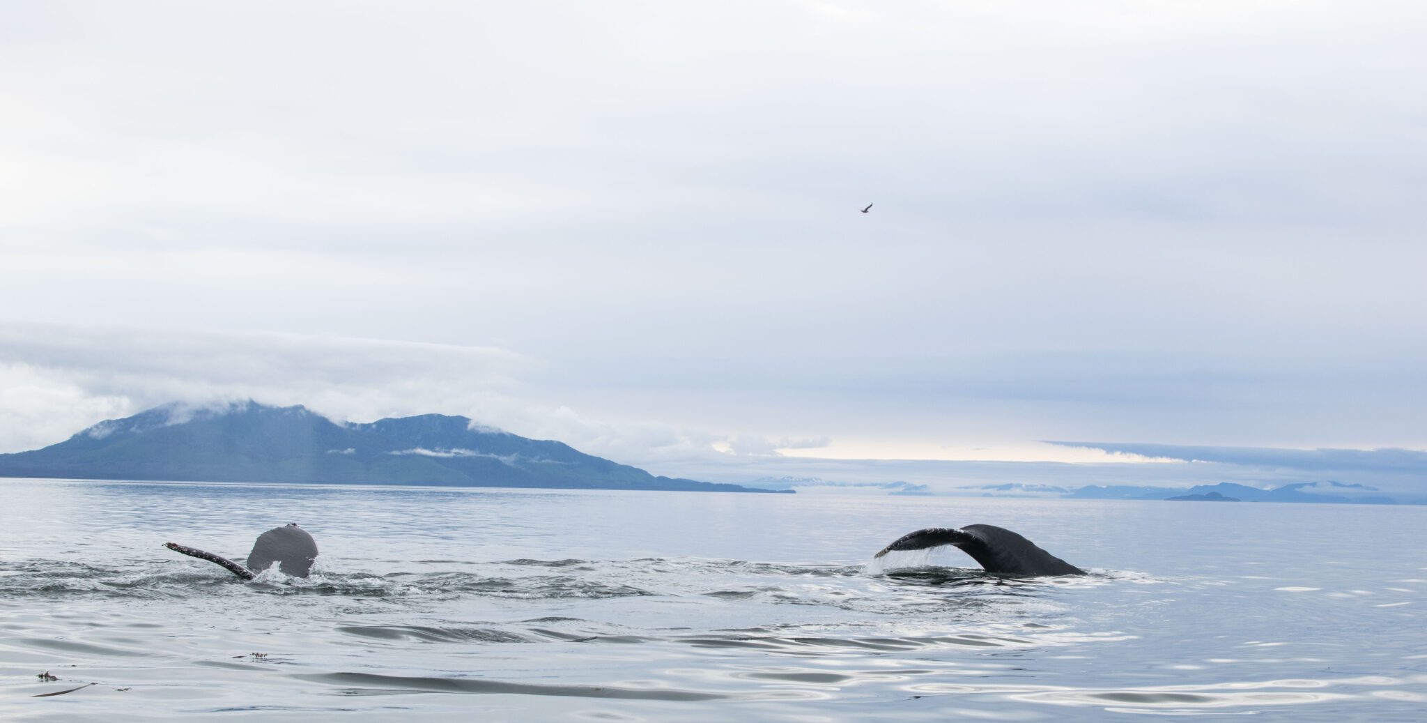 Scientists hope to learn about alien intelligence from Frederick Sound ...